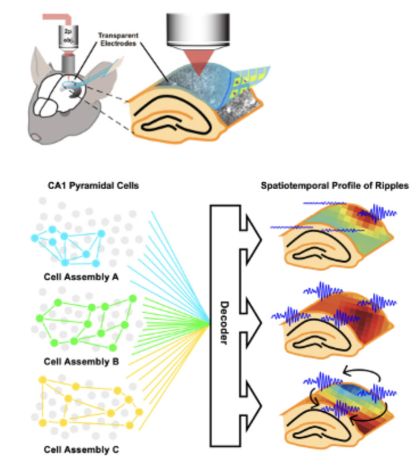 Neural Circuits/Learning and Memory – Neuroelectronics Lab